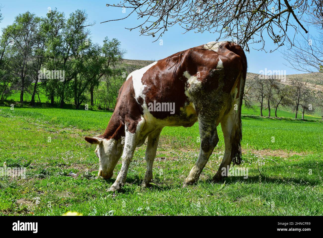 Dairy cow eat grass in the meadow on a spring day. Farm concept Stock ...