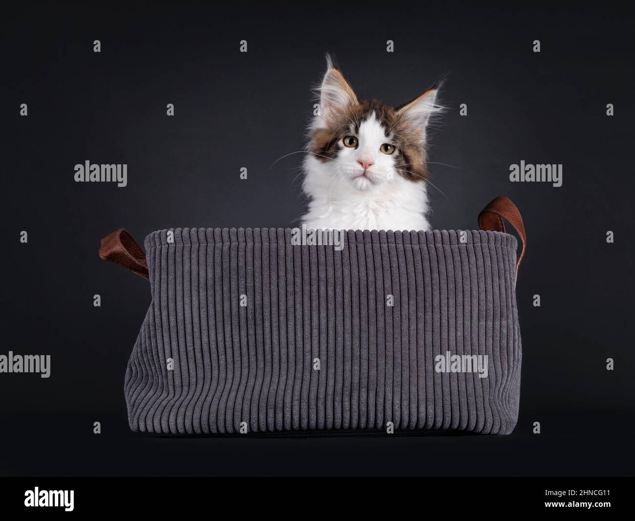 Cute bicolour Maine Coon cat kitten sitting in a soft basket. Looking ...