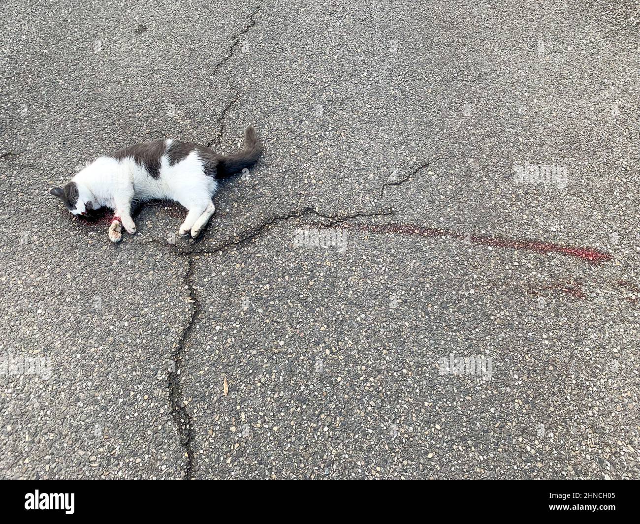 Dead cat laying on the ground, Lyon, France Stock Photo - Alamy