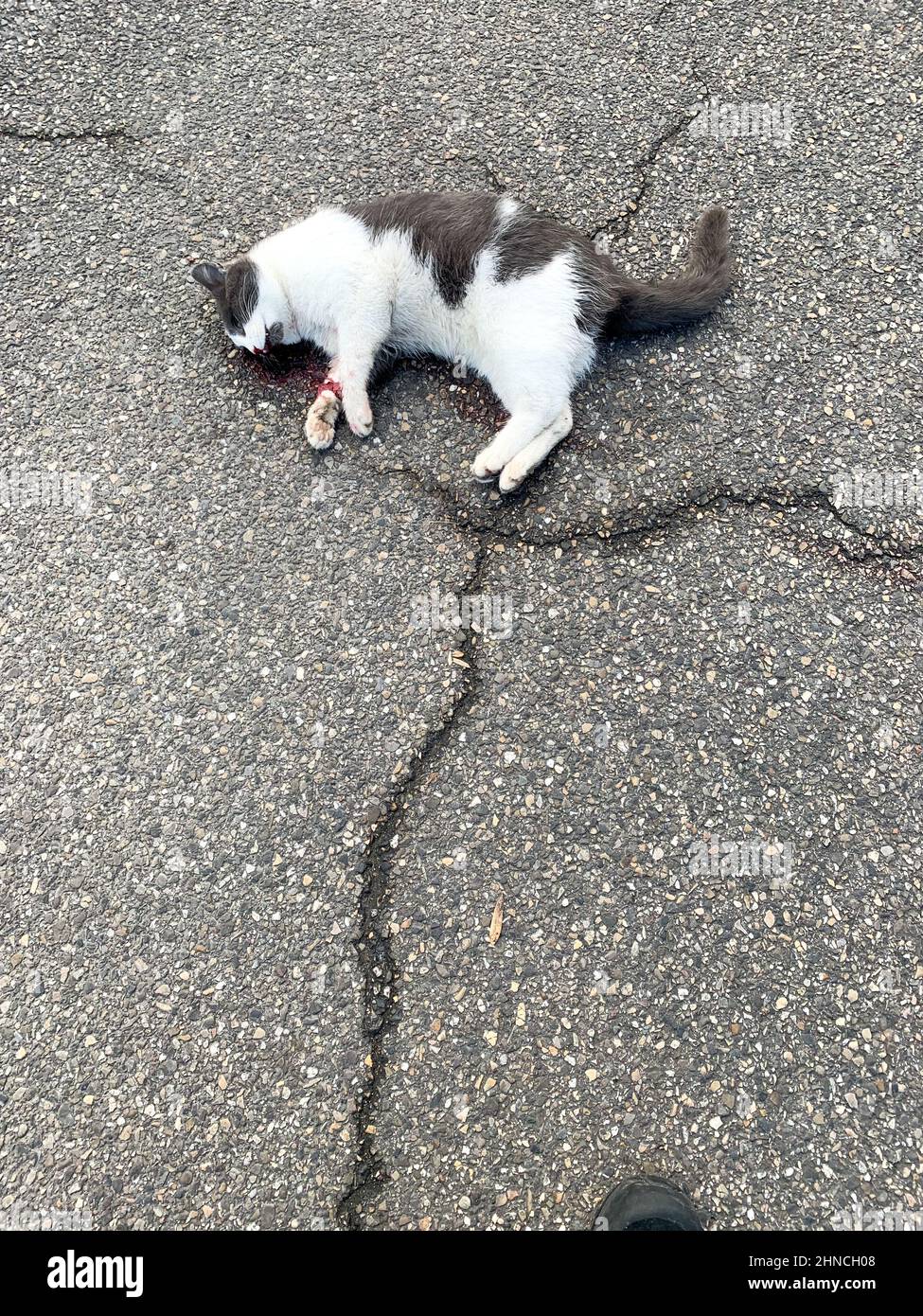 Dead cat laying on the ground, Lyon, France Stock Photo - Alamy