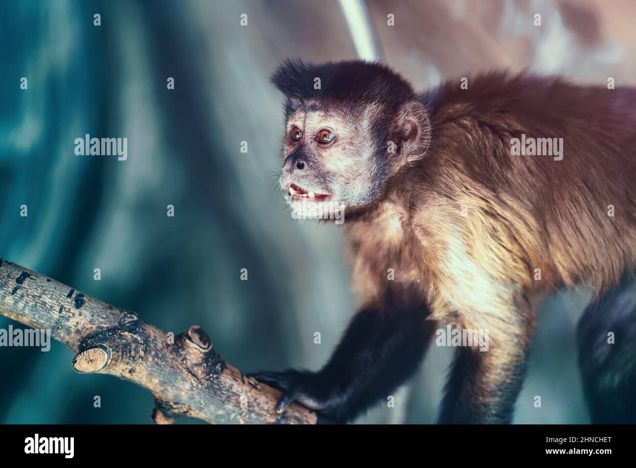 Funny surprised small monkey with open mouth on tree branch Stock Photo ...