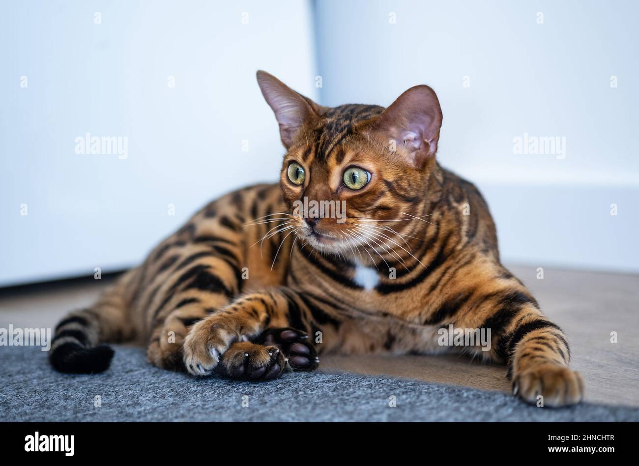 Portrait of a cute bengal cat, close up. Cat in the home interior ...
