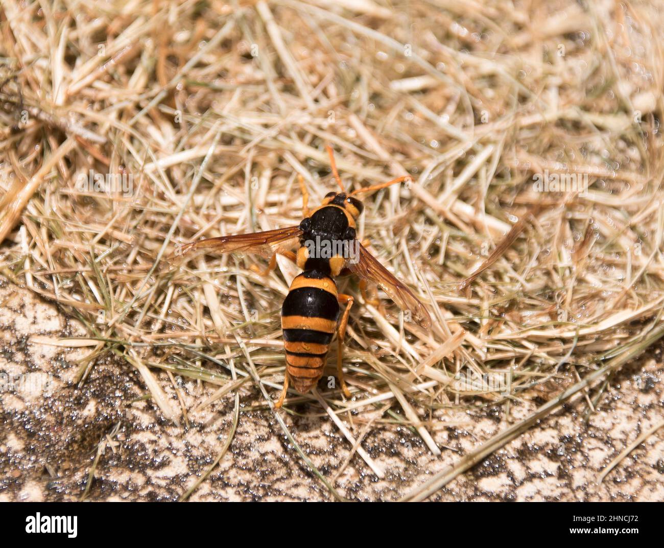 Large yellow and black Australian Mud-nest Wasp , Abispa splendida ...