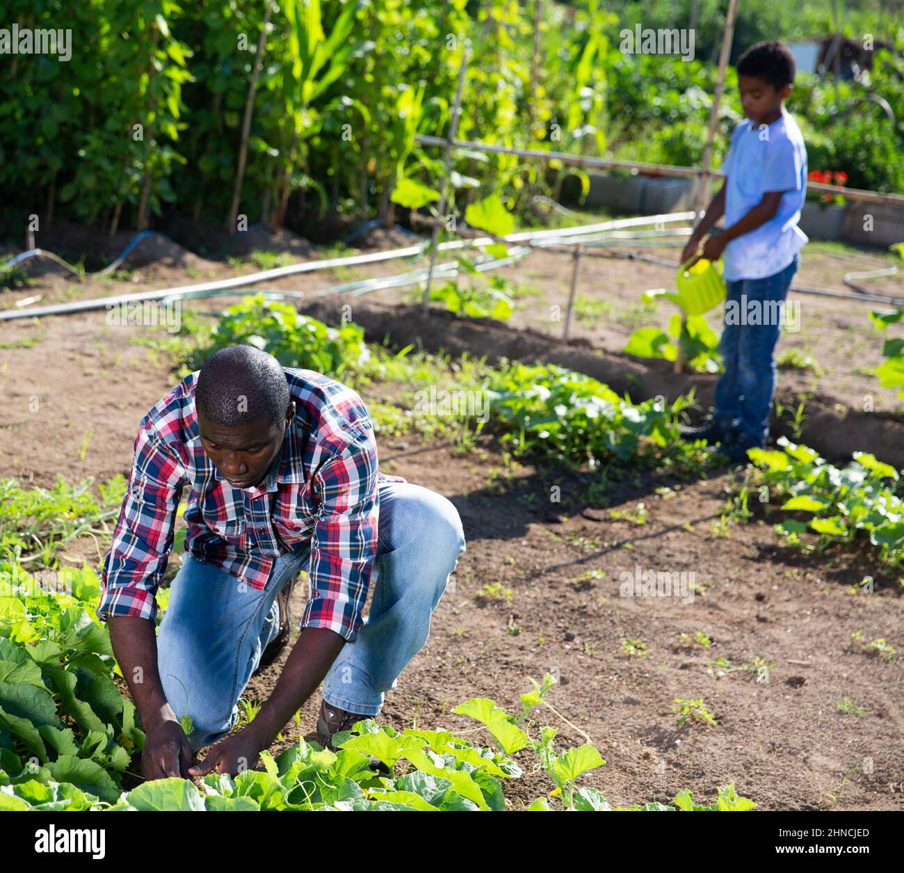 Teen gardening job hi-res stock photography and images - Alamy
