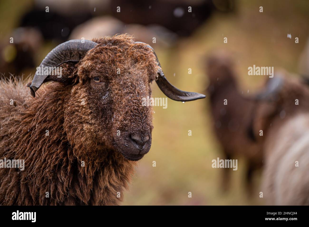Portrait of swiss sheep. One curly fur horned Wallis country Sheep ...
