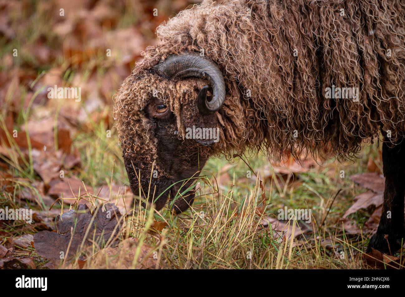 Sheep in the grass. One curly fur horned Wallis country Sheep grazing ...