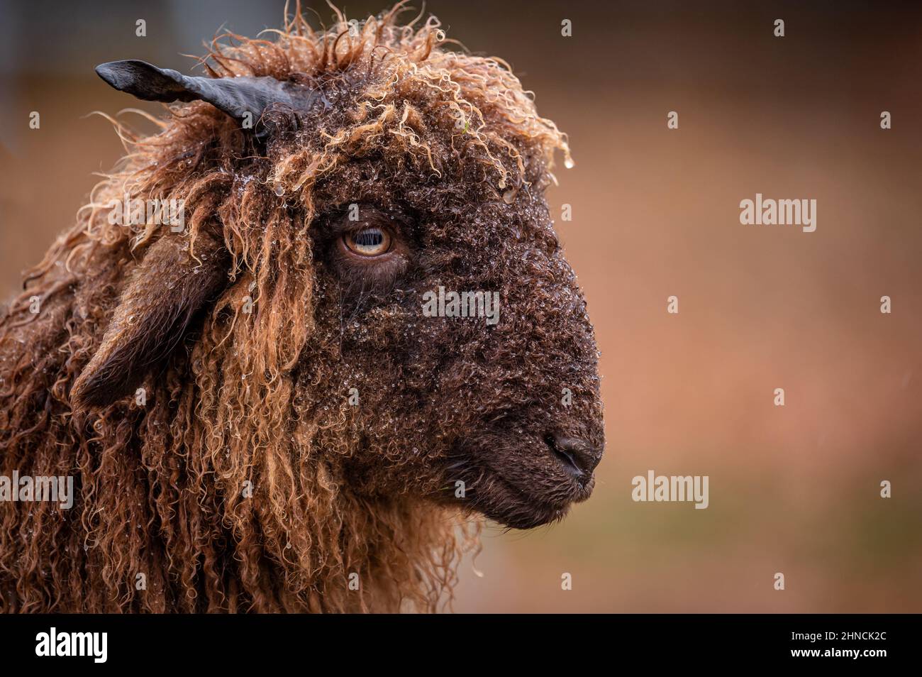 Portrait of swiss sheep. One curly fur horned Wallis country Sheep ...