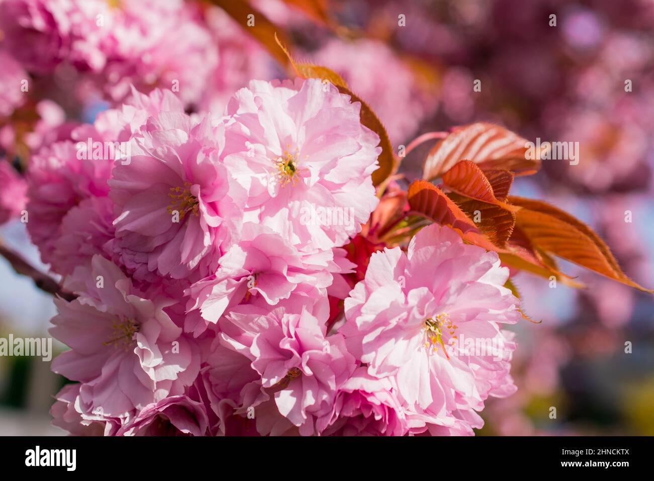 beautiful spring flowers cherry blossom Stock Photo - Alamy