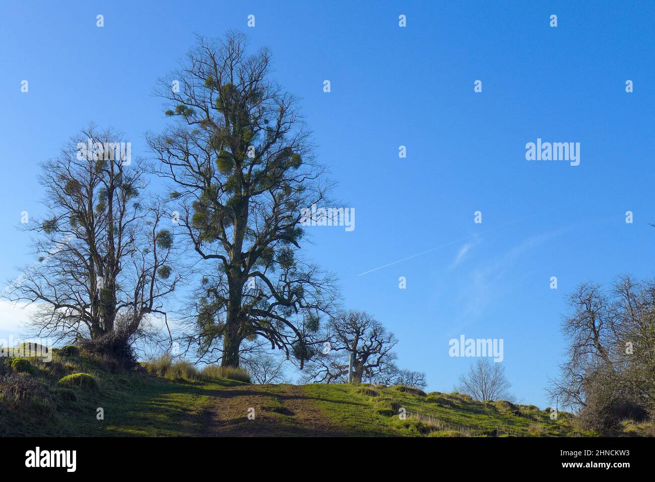 View of the Viscum album tree with blue sky Stock Photo - Alamy