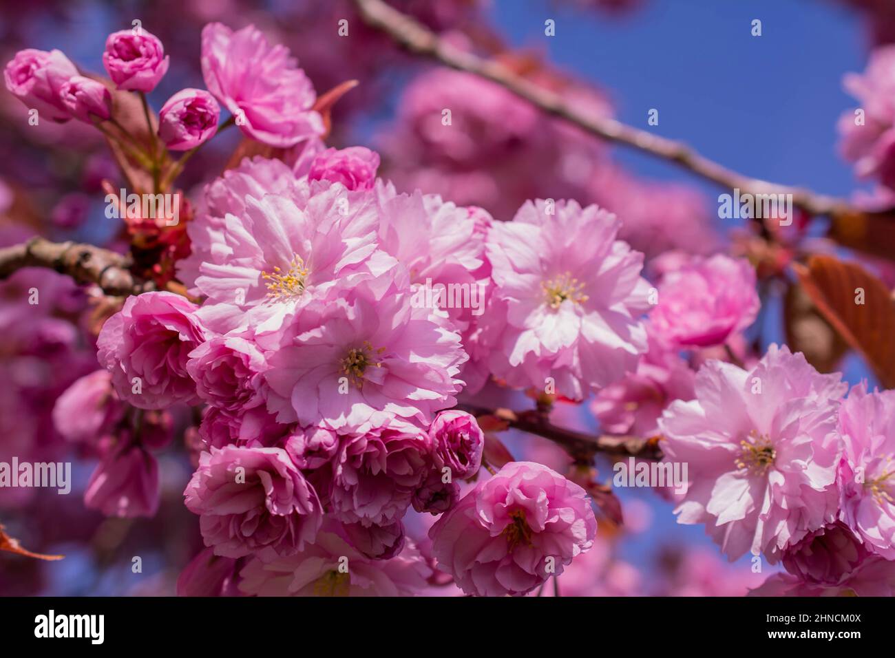 beautiful spring flowers cherry blossom Stock Photo - Alamy