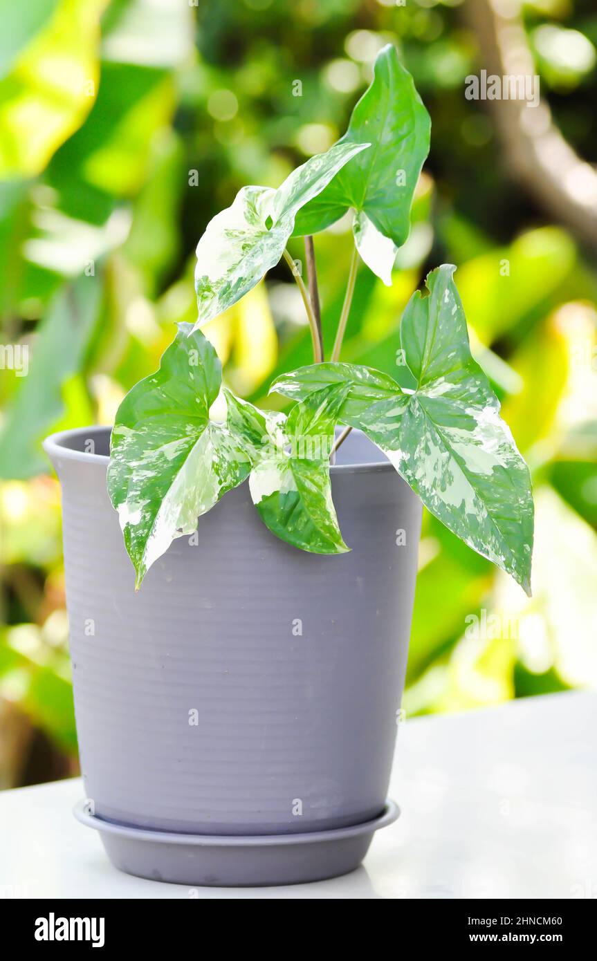 Syngonium podophyllum, Arrowhead Vine or Goosefoot Plant or Araceae ...
