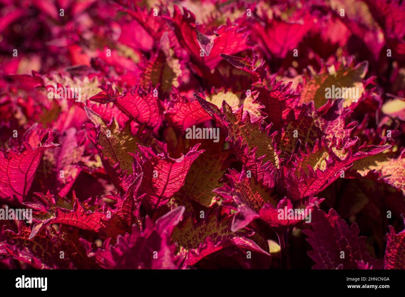 beautiful natural background with red leaves Stock Photo - Alamy