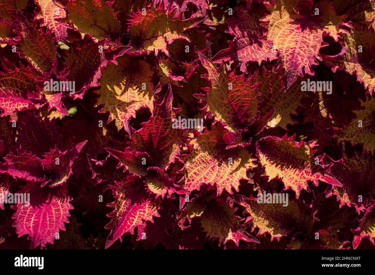 beautiful natural background with red leaves Stock Photo - Alamy
