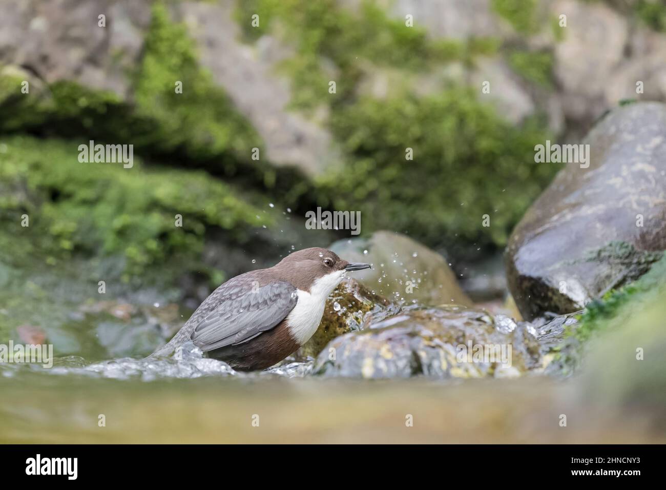 Dipper catches aquatic larva among the waterfalls (Cinclus cinclus ...