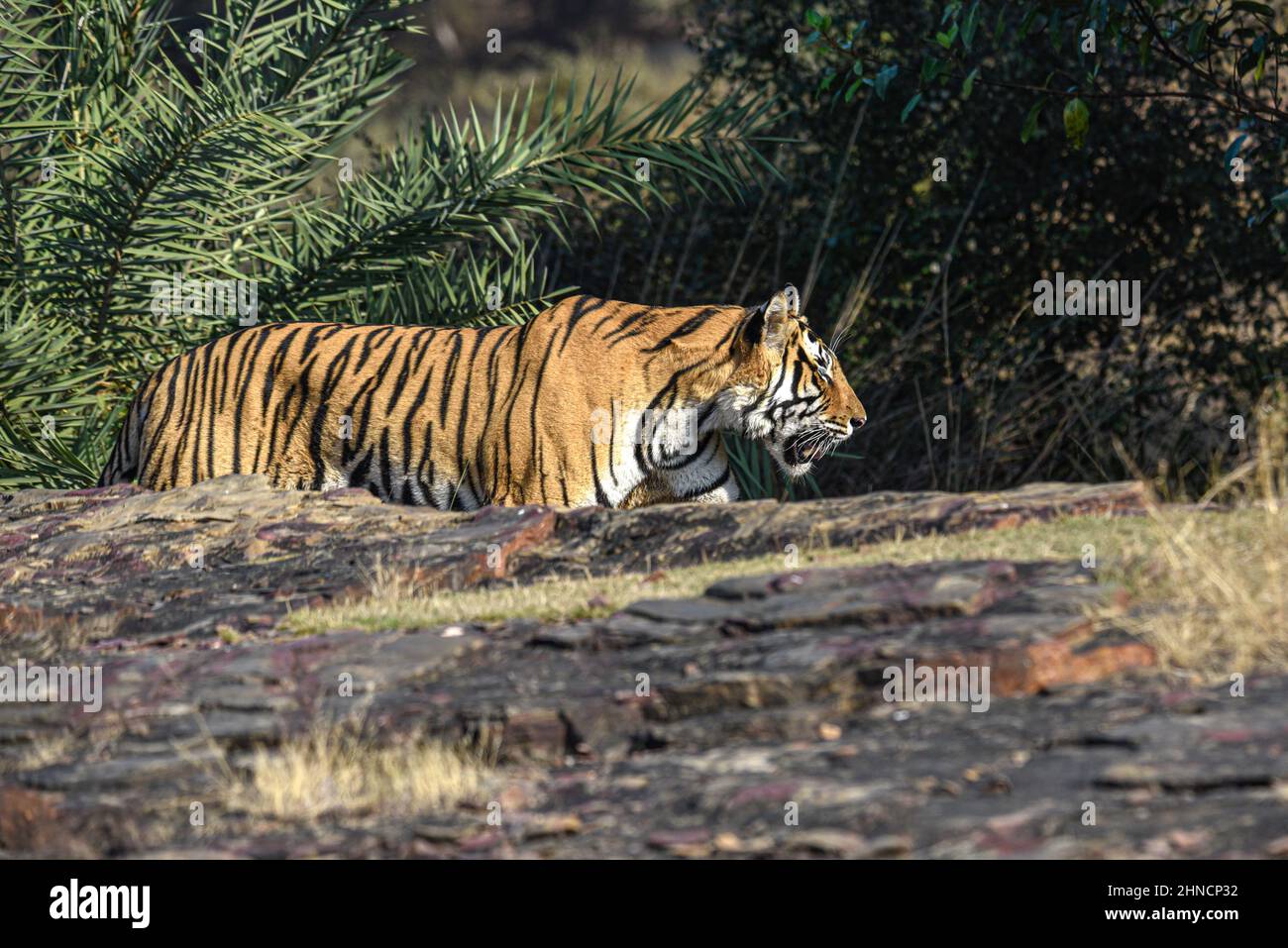 Tiger Passing by behind rocks Stock Photo - Alamy