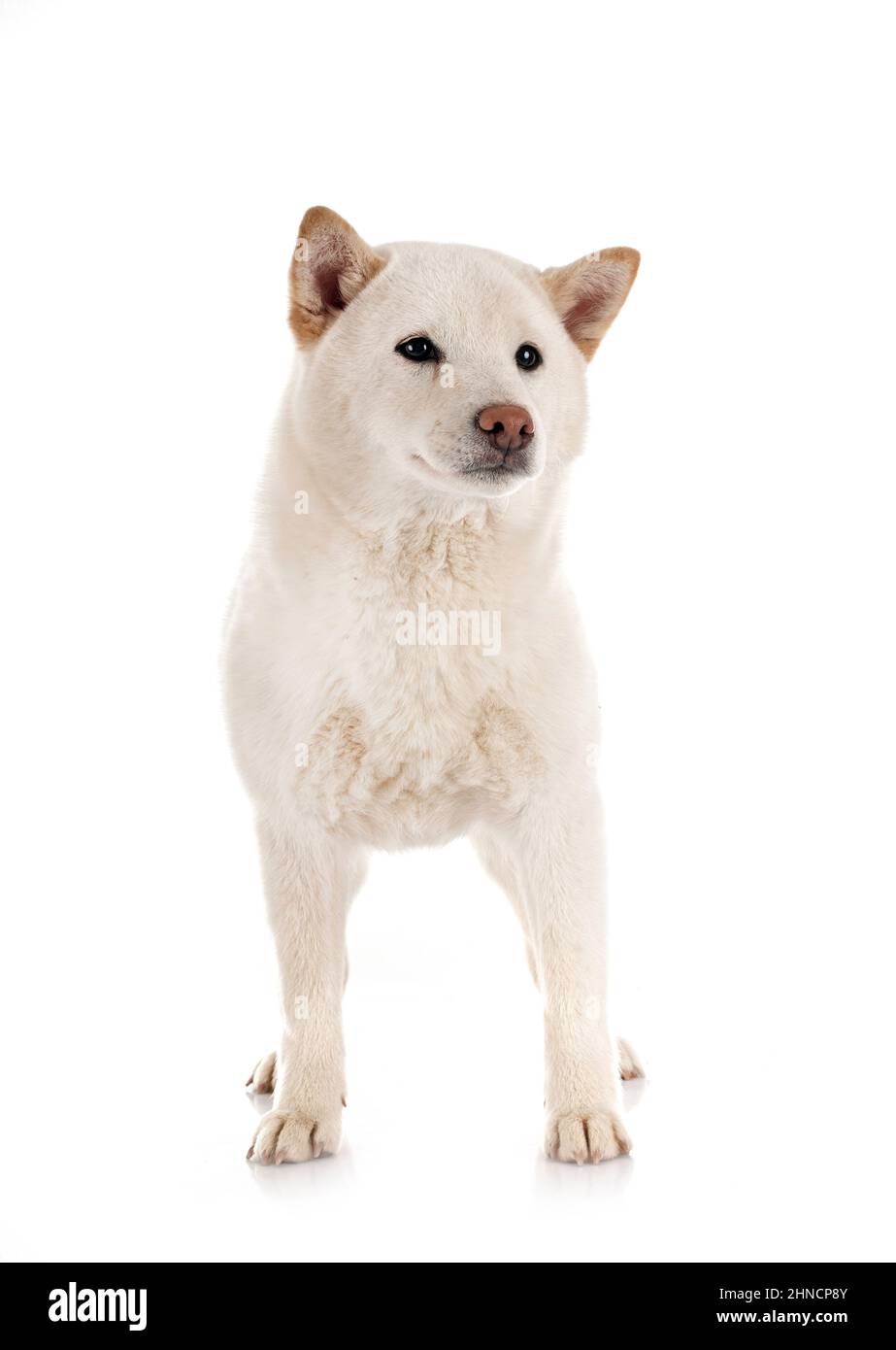 white shiba inu in front of white background Stock Photo - Alamy