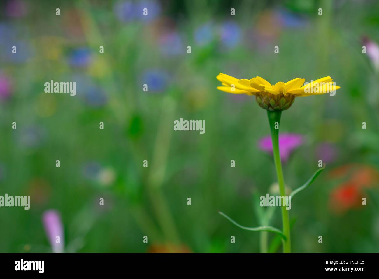 Field of colourful delphinium flowers in Wick, Pershore, Worcestershire ...