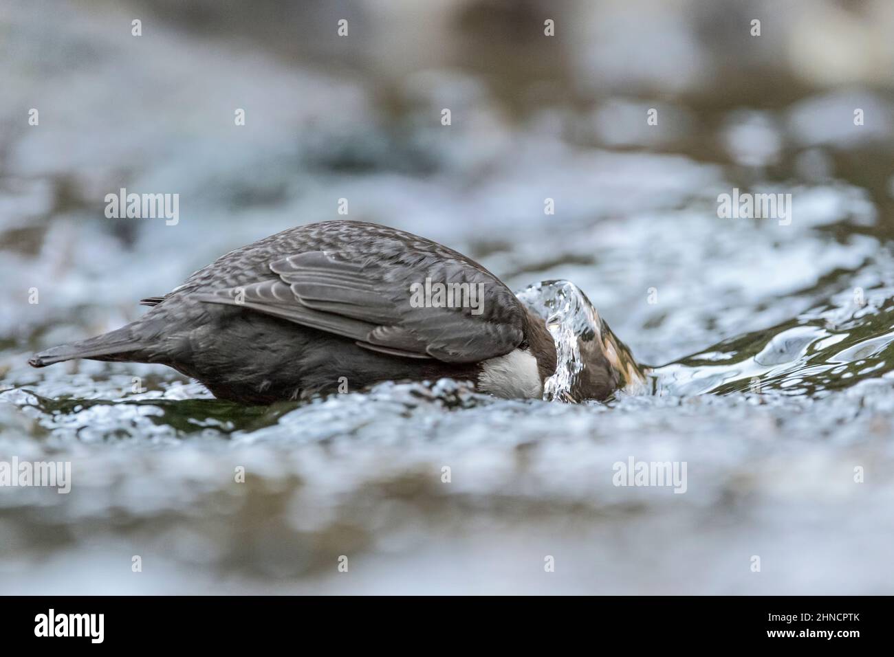 Underwater, White throated dipper at hunt among the rapids (Cinclus ...