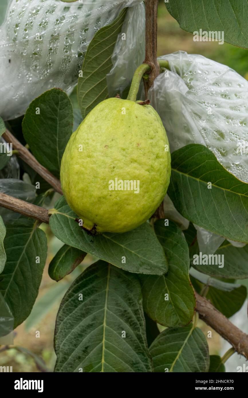 Guava trees growing in orchards Stock Photo - Alamy