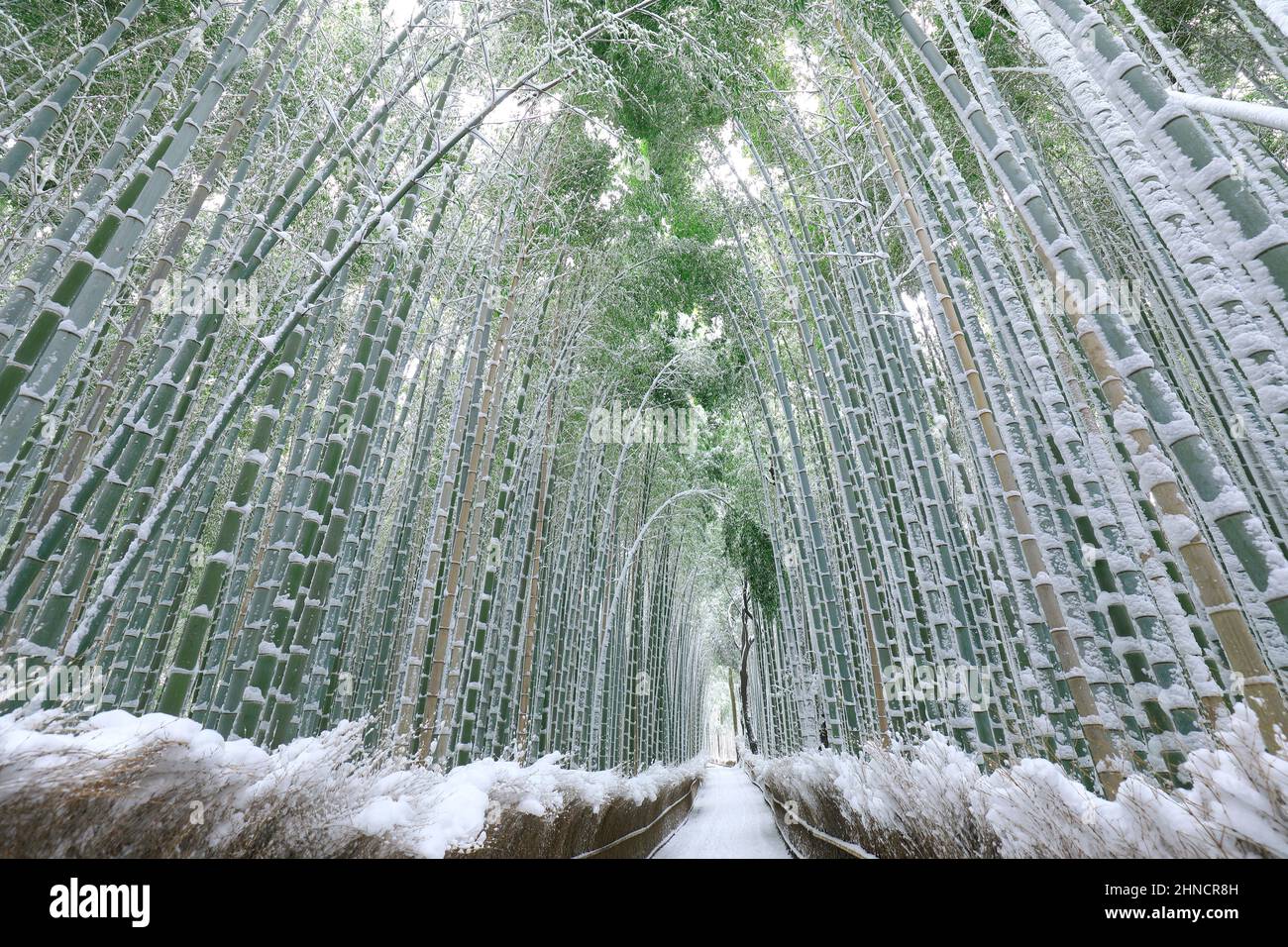 Snowy bamboo forest hi-res stock photography and images - Alamy