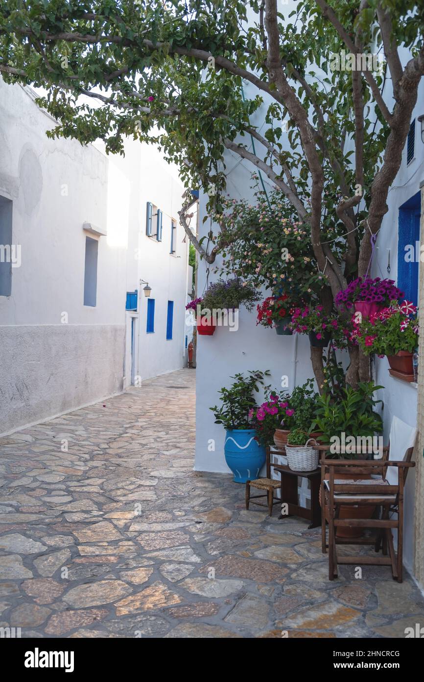 Greece, Pano Koufonisi island. Cobblestone street with tree blooming ...