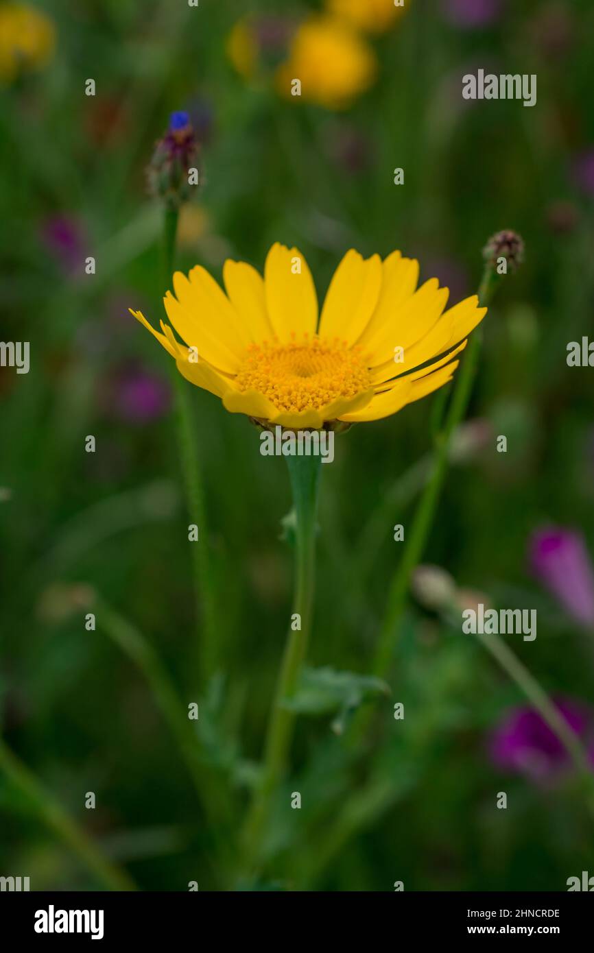Field of colourful delphinium flowers in Wick, Pershore, Worcestershire ...