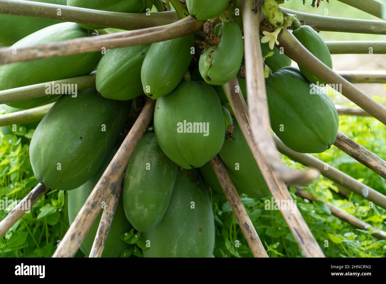 A papaya tree full of fruit in the plantation Stock Photo - Alamy