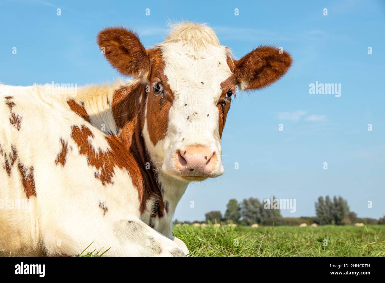 Cow with flies, portrait of a cute and calm red bovine, with white ...