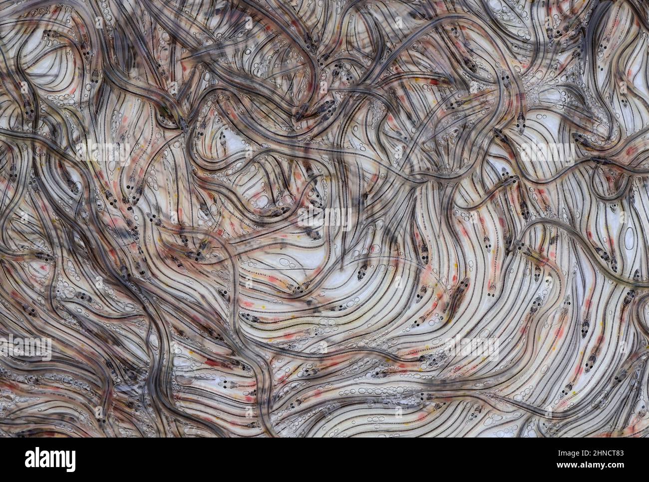 European eels dam hi-res stock photography and images - Alamy