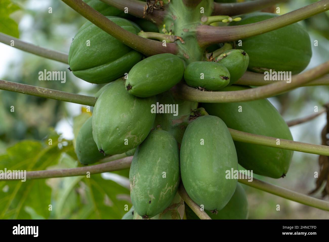 A papaya tree full of fruit in the plantation Stock Photo - Alamy