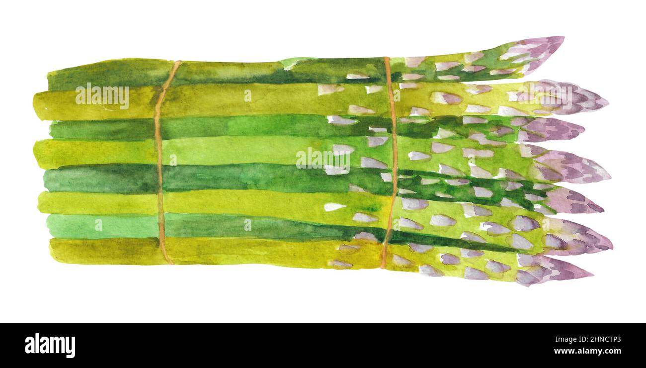 Hand drawn watercolor asparagus. Illustration isolated on white ...