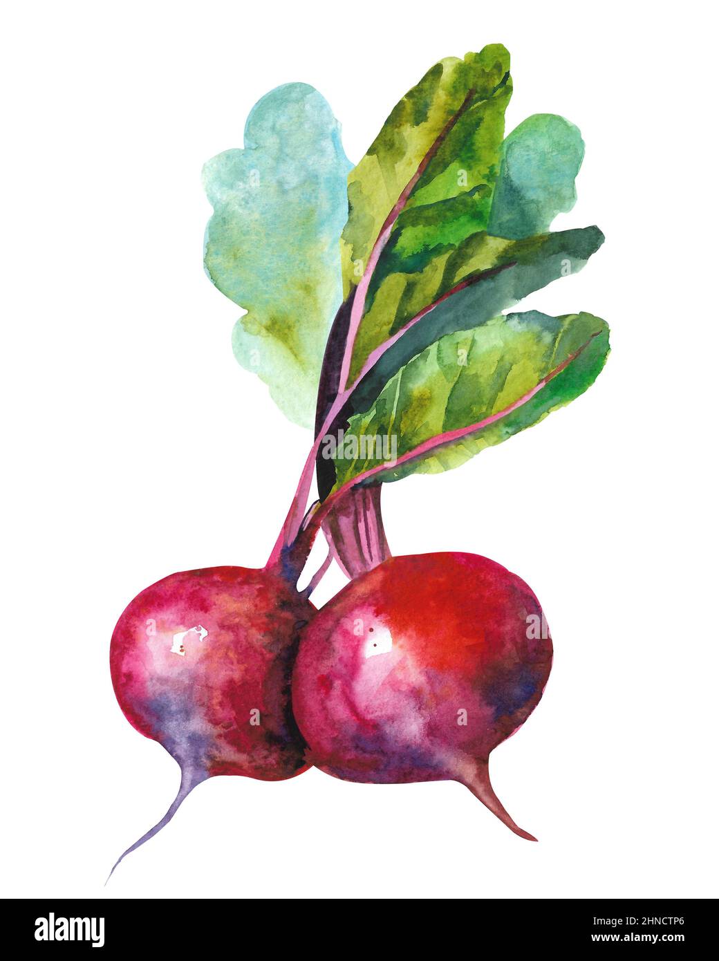 Hand drawn watercolor beetroot. Illustration isolated on white ...