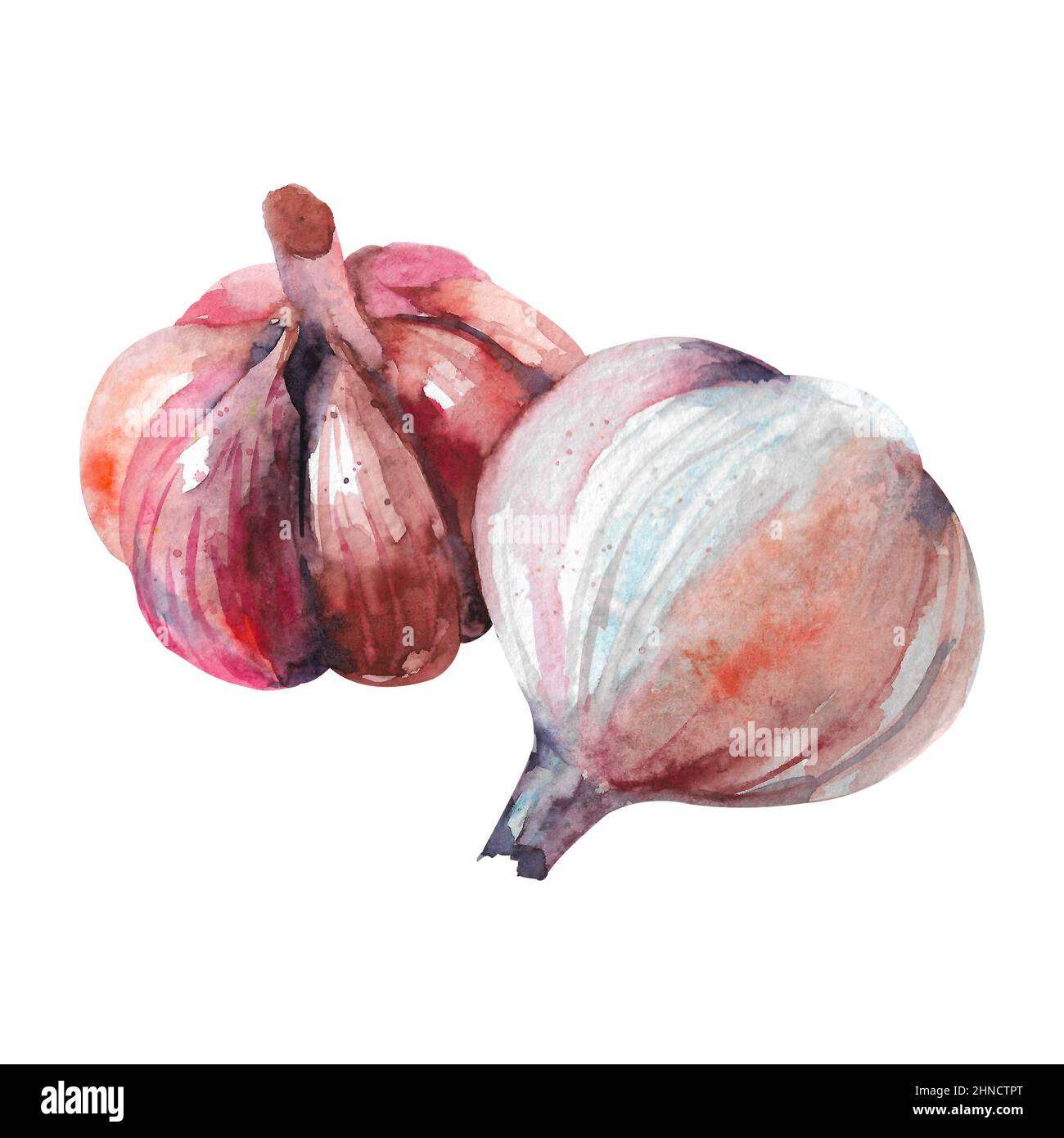 Hand drawn watercolor garlic. Illustration isolated on white background ...