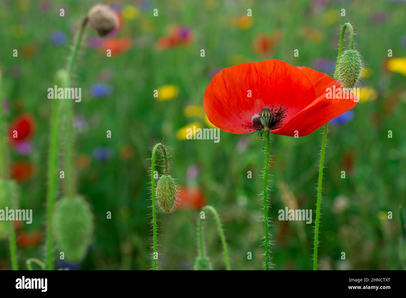 beautiful poppy fields in England Stock Photo - Alamy