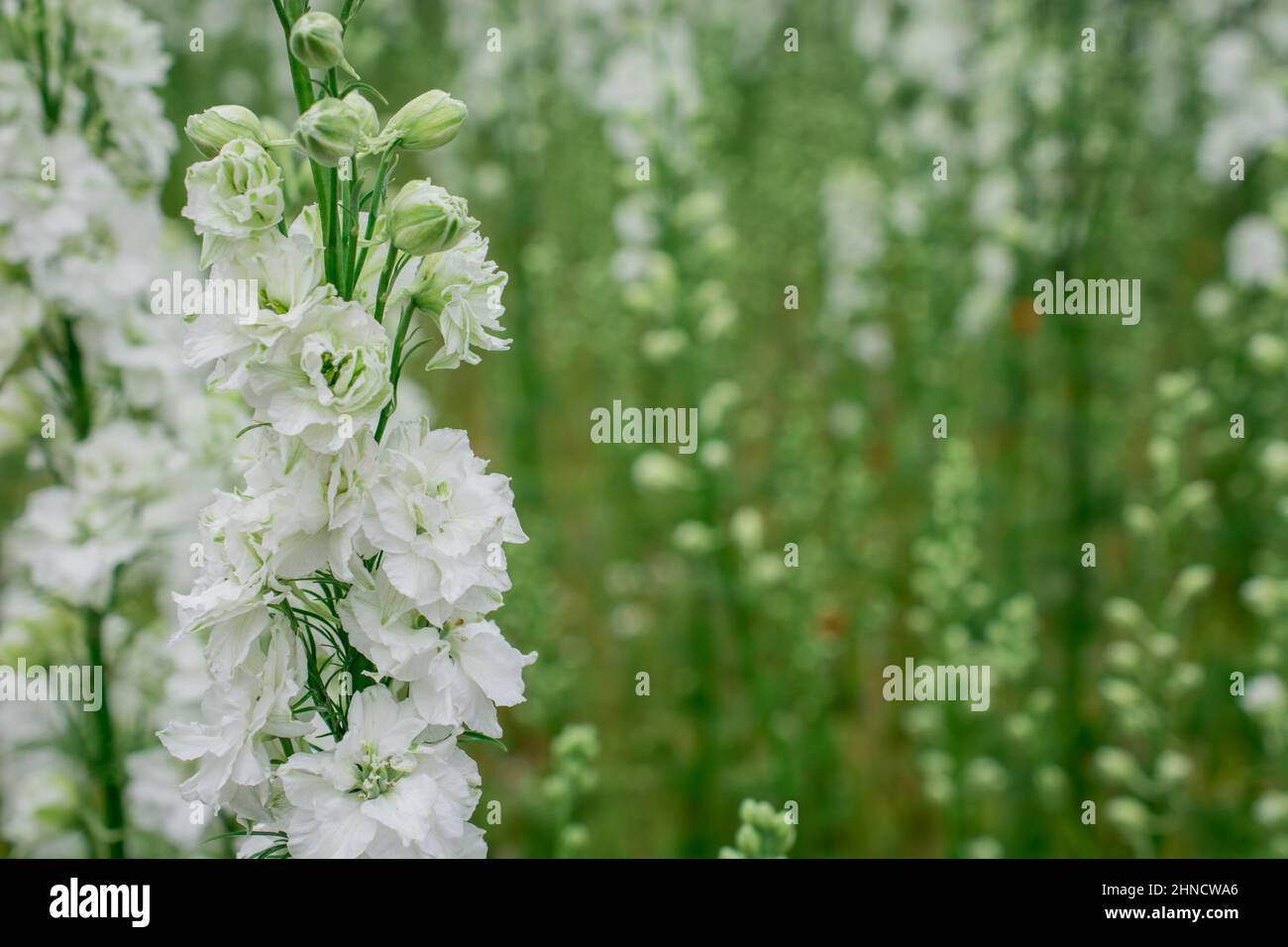 Field of colourful delphinium flowers in Wick, Pershore, Worcestershire ...