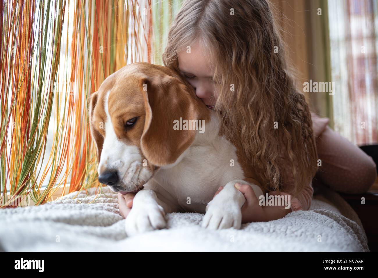little cute girl hugs a beagle dog sitting on the windowsill Stock ...