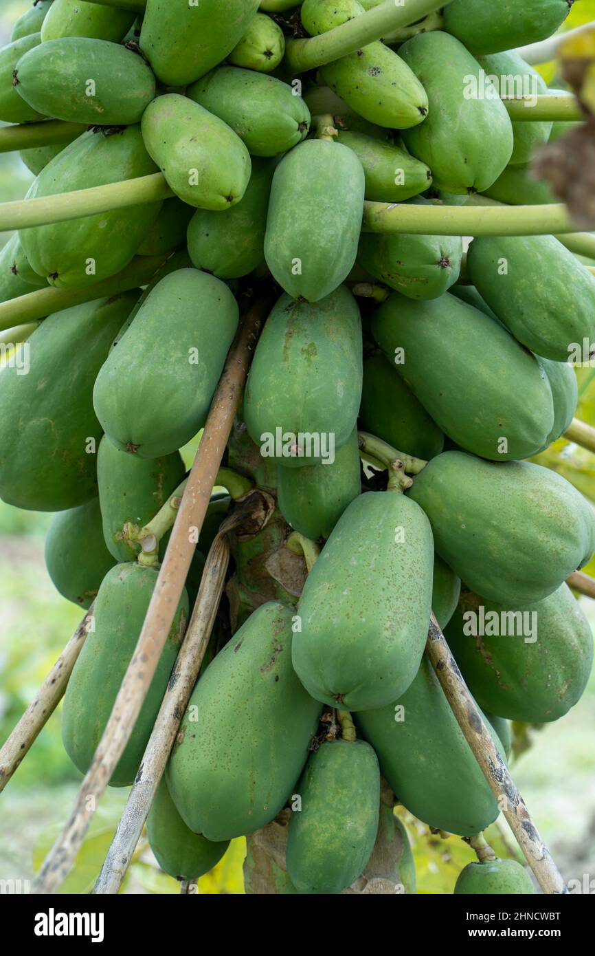 A papaya tree full of fruit in the plantation Stock Photo - Alamy