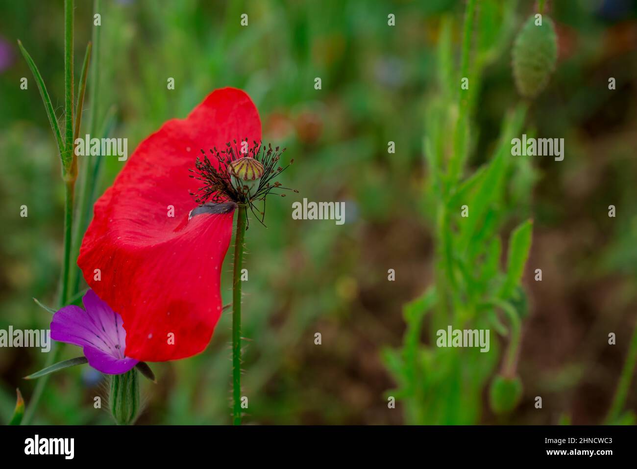 beautiful poppy fields in England Stock Photo - Alamy