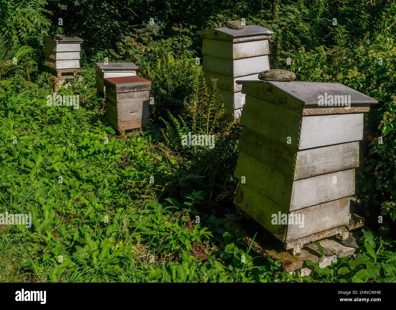 Group of wooden bee hives in a clearing in a wood Stock Photo - Alamy