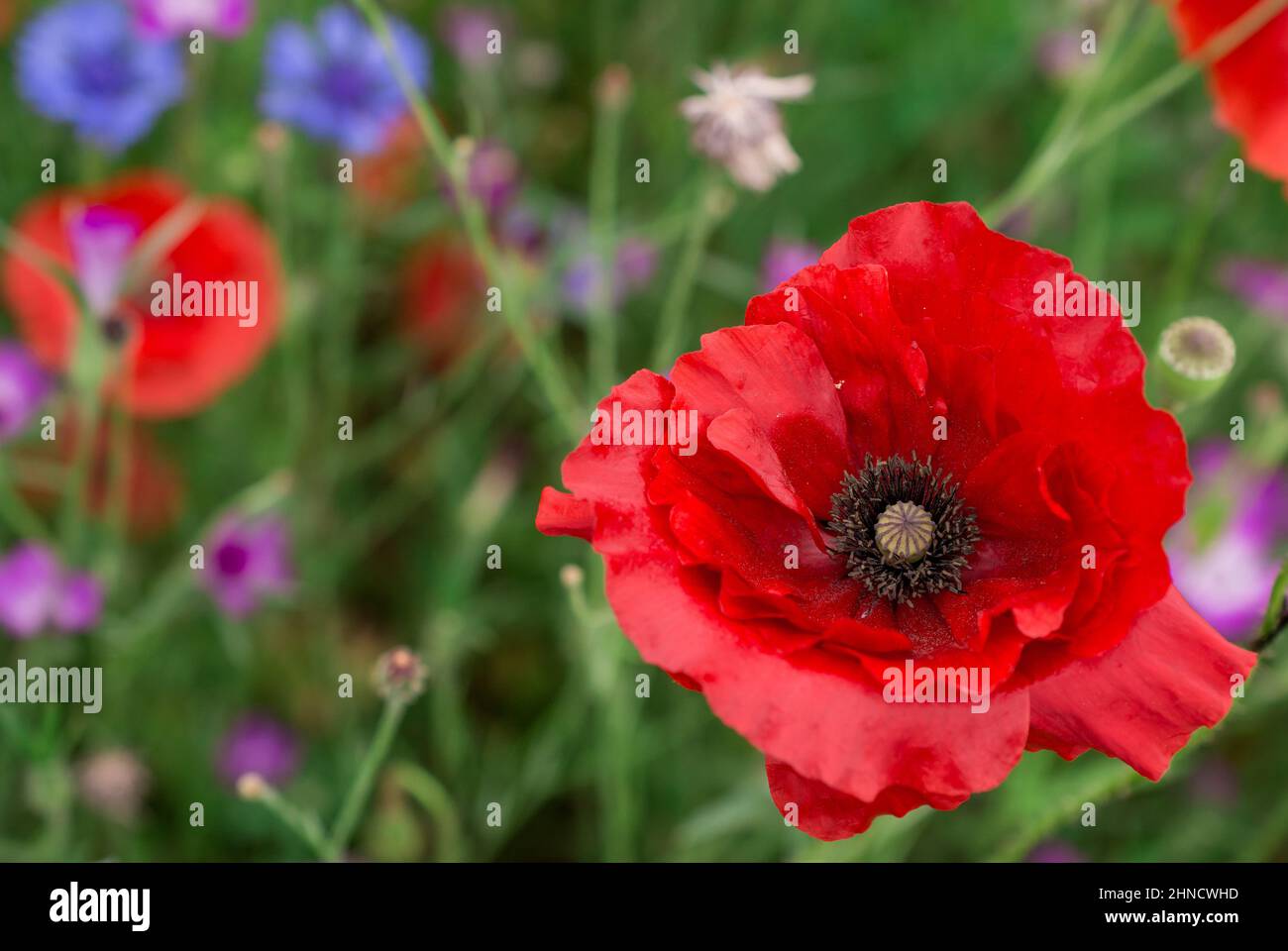 beautiful poppy fields in England Stock Photo - Alamy