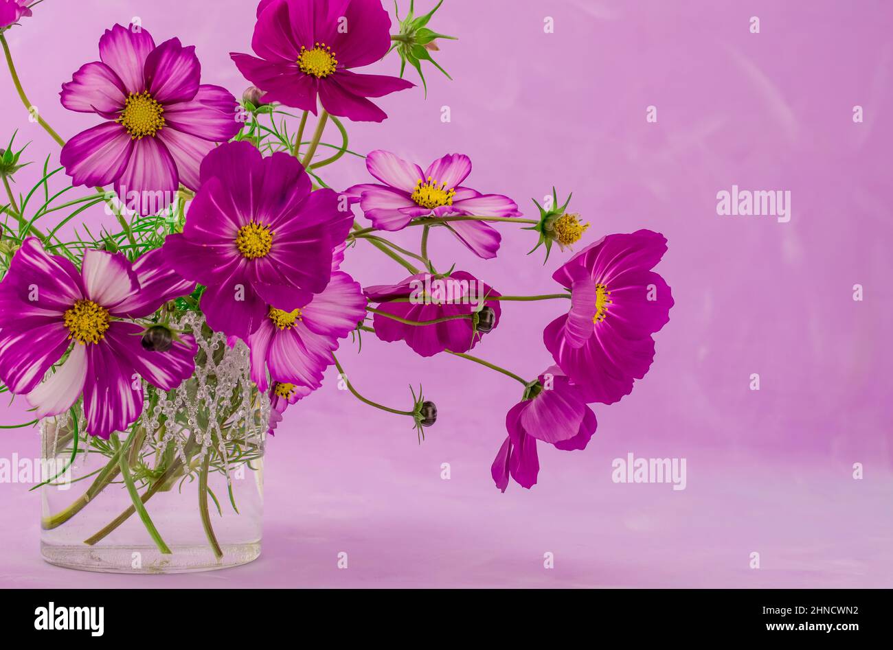 Light dark pink cosmos flowers hi-res stock photography and images - Alamy