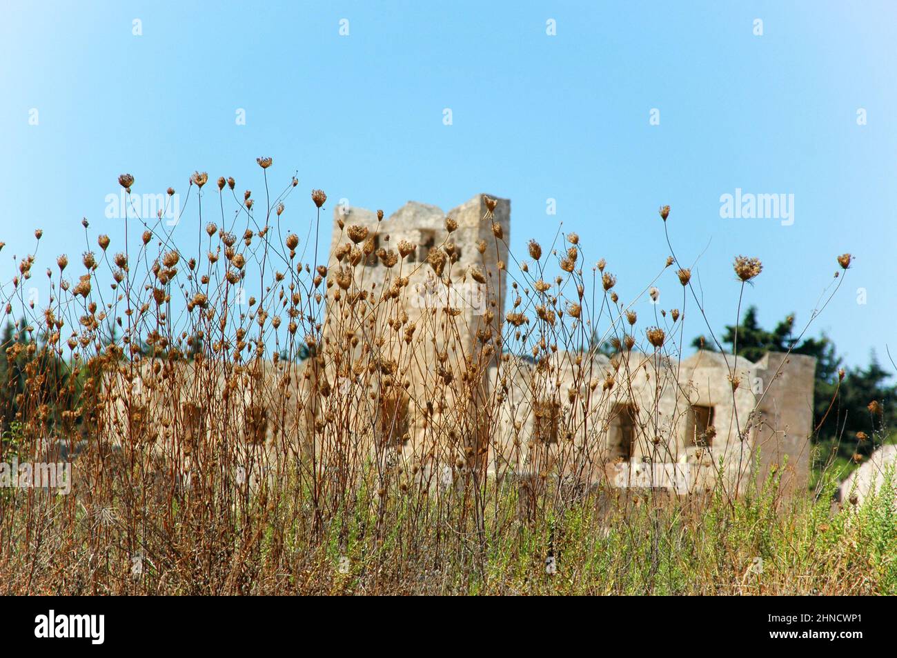 Flowers history hi-res stock photography and images - Alamy