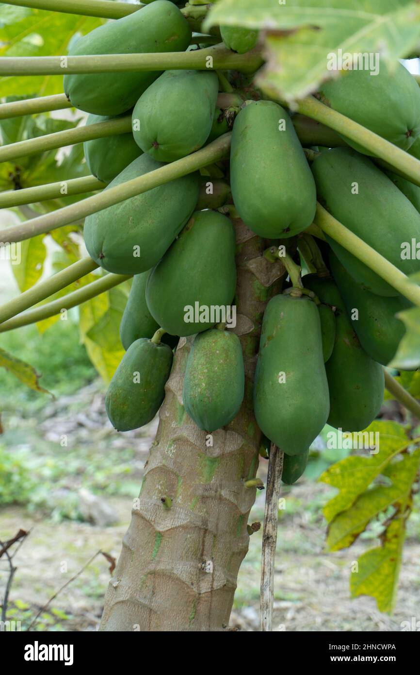 A papaya tree full of fruit in the plantation Stock Photo - Alamy