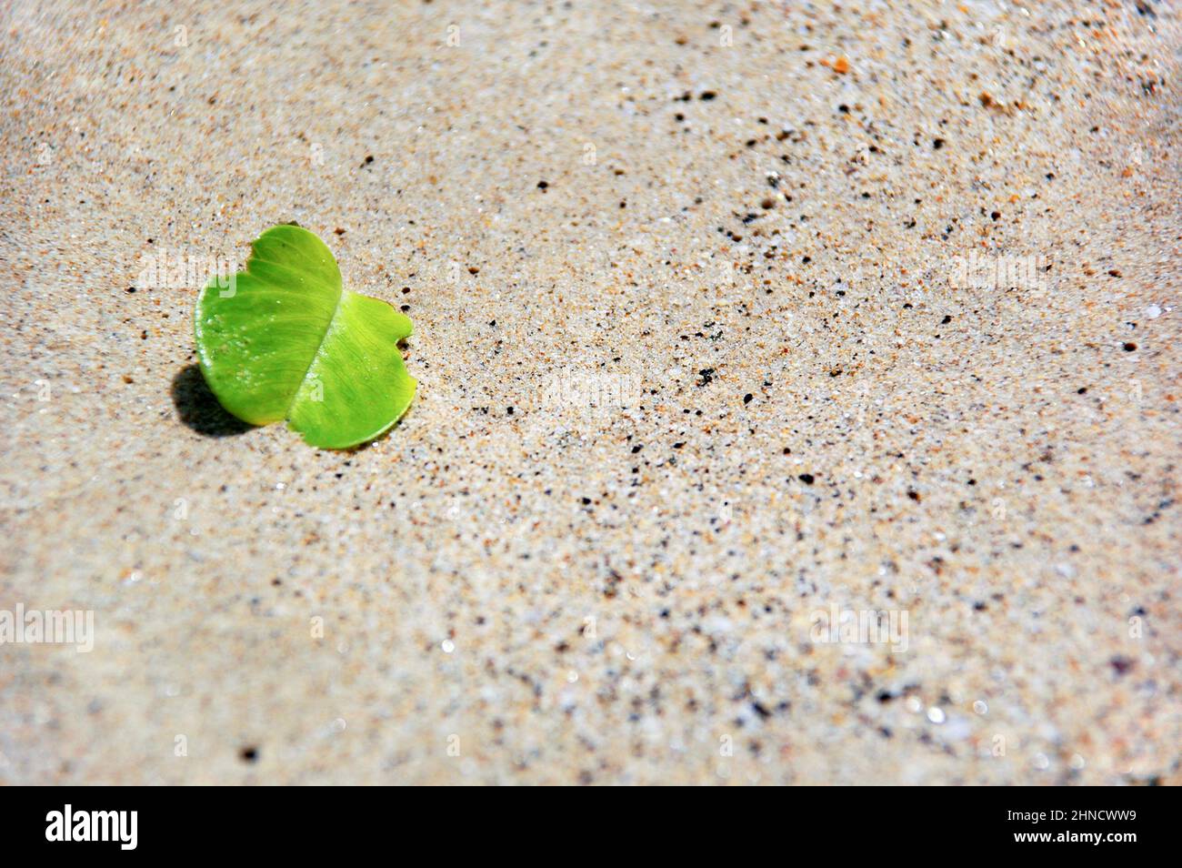 Green leaf in the sand Stock Photo - Alamy