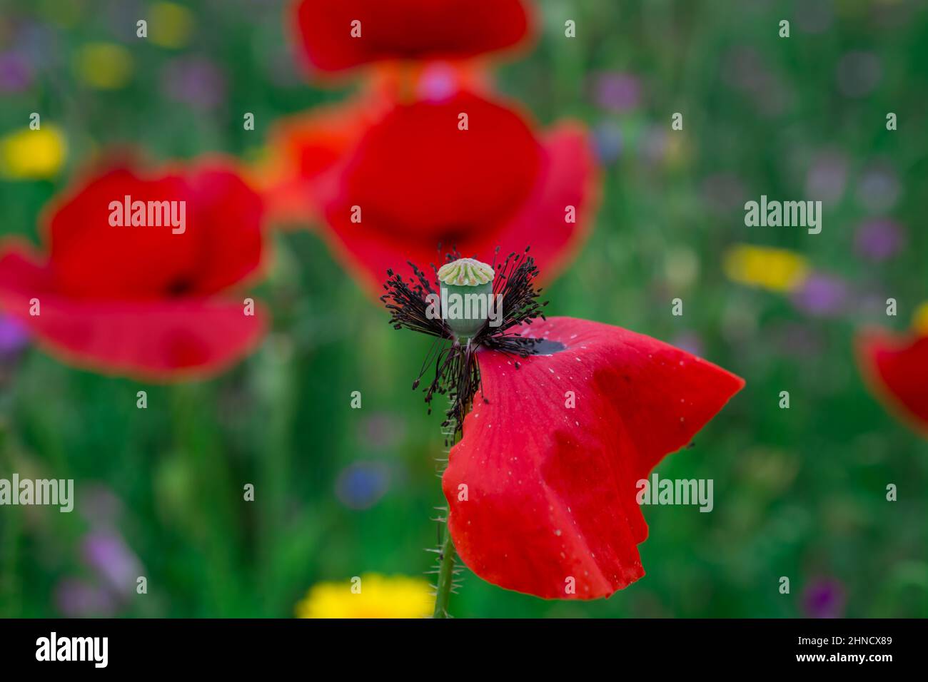 beautiful poppy fields in England Stock Photo - Alamy