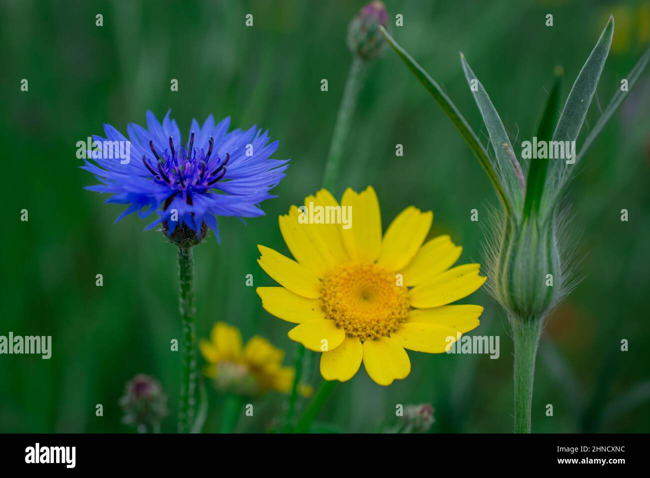 Field of colourful delphinium flowers in Wick, Pershore, Worcestershire ...