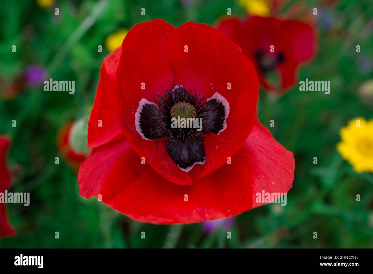 beautiful poppy fields in England Stock Photo - Alamy