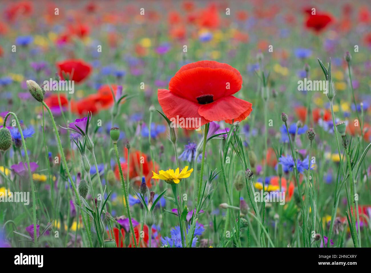 beautiful poppy fields in England Stock Photo - Alamy