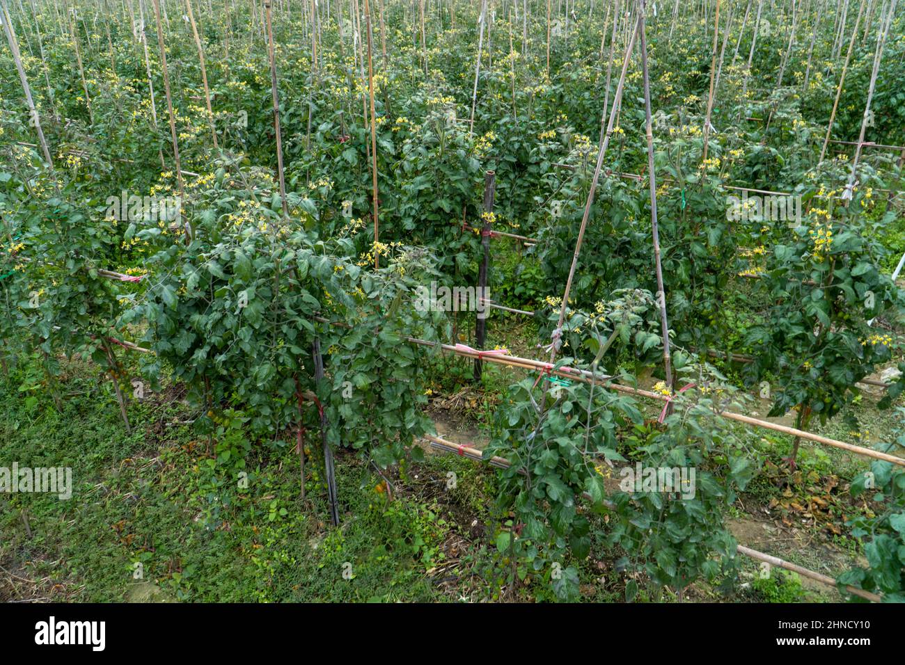 Fruit plantation hi-res stock photography and images - Alamy