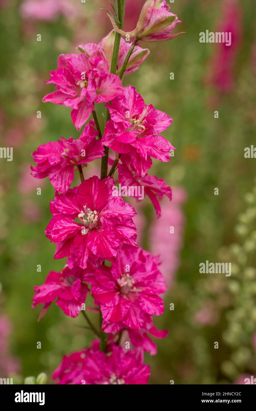 Field of colourful delphinium flowers in Wick, Pershore, Worcestershire ...